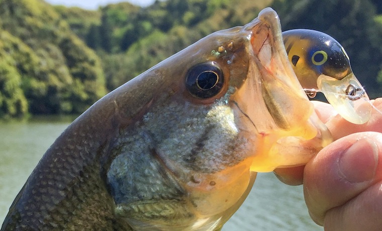 Grassy Fishing | TCD MUSEUM