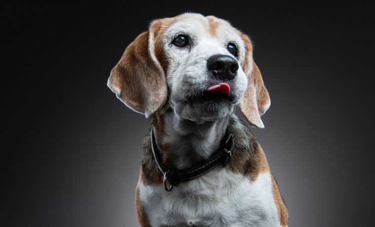 内山慎吾ドッグフォトスタジオ | TCD MUSEUM